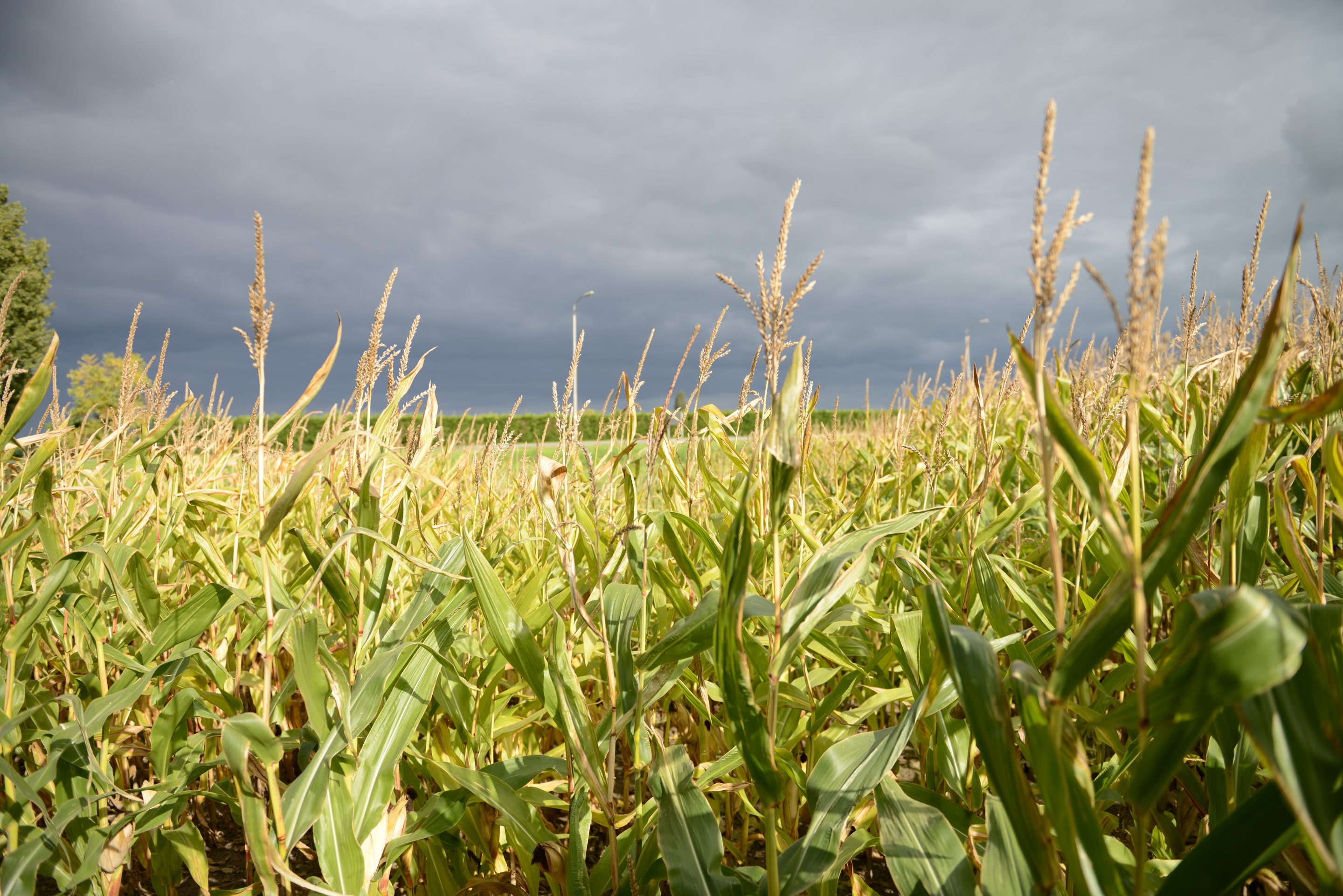 Bosch Beton - Climate change has consequences for maize yield